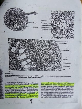 Tissue of the primary plant body.pdf pdf | PDF