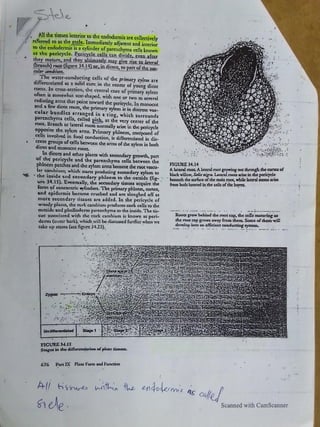 Tissue of the primary plant body.pdf pdf | PDF