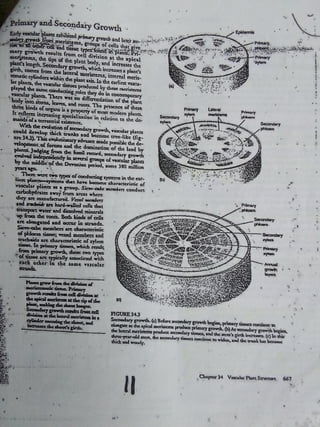 Tissue of the primary plant body.pdf pdf | PDF