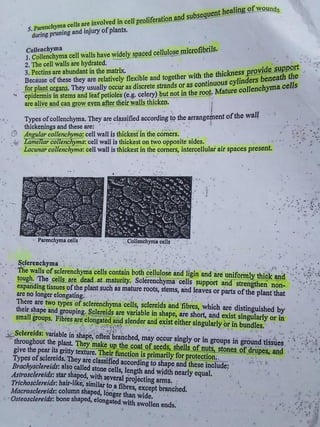 Tissue of the primary plant body.pdf pdf | PDF