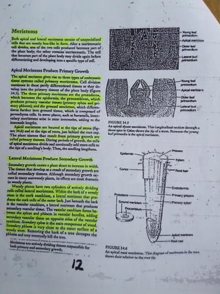 Tissue of the primary plant body.pdf pdf | PDF