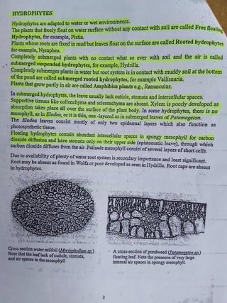 Tissue of the primary plant body.pdf pdf | PDF