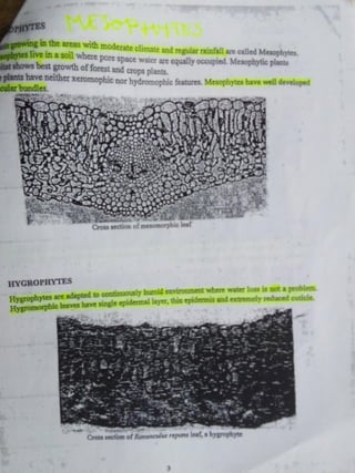 Tissue of the primary plant body.pdf pdf | PDF