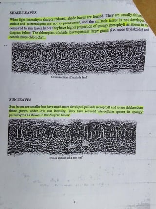 Tissue of the primary plant body.pdf pdf | PDF