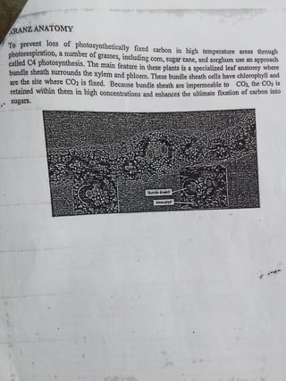 Tissue of the primary plant body.pdf pdf | PDF