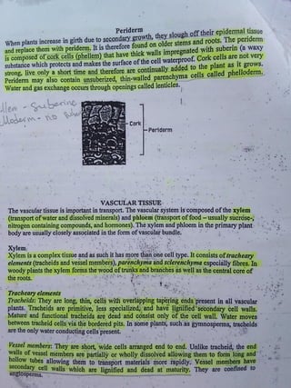 Tissue of the primary plant body.pdf pdf | PDF