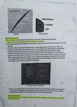 Tissue of the primary plant body.pdf pdf | PDF