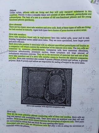 Tissue of the primary plant body.pdf pdf | PDF