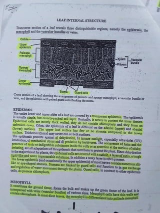 Tissue of the primary plant body.pdf pdf | PDF