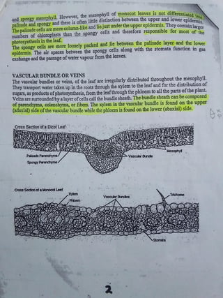Tissue of the primary plant body.pdf pdf | PDF