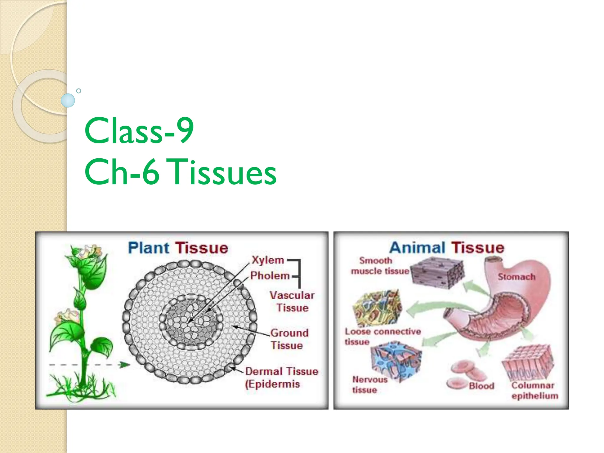 Tissue structure in plants and animals PPT.pdf