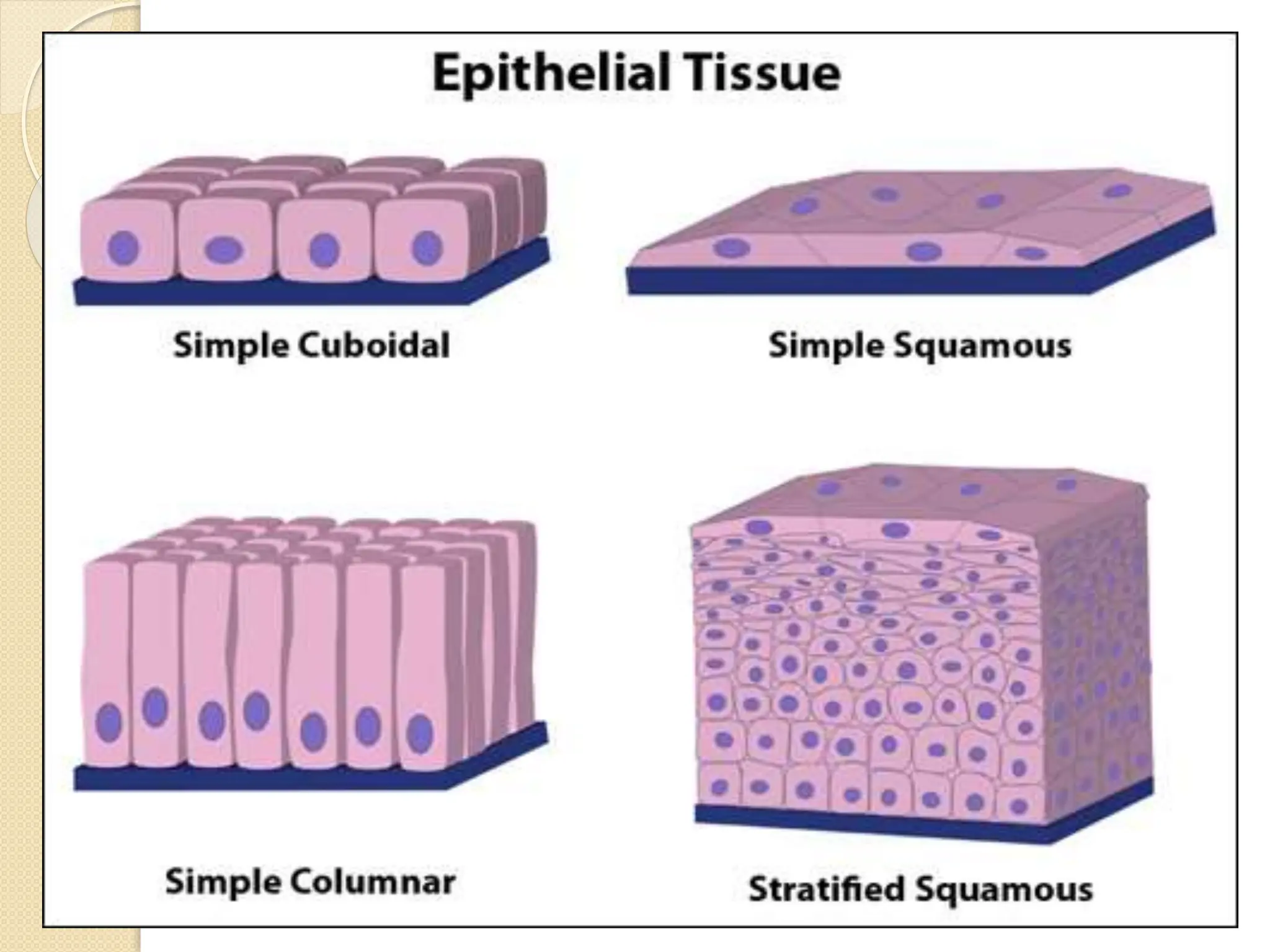 Tissue structure in plants and animals PPT.pdf