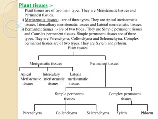 Tissue structure in plants and animals PPT.pdf