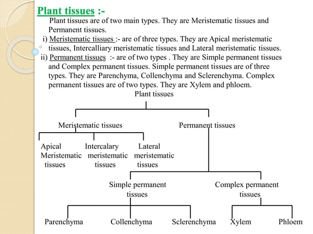 Tissue structure in plants and animals PPT.pdf