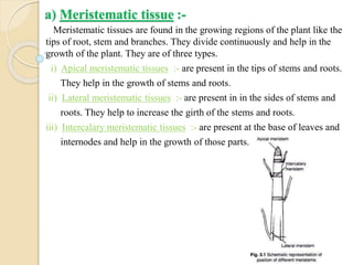Tissue structure in plants and animals PPT.pdf