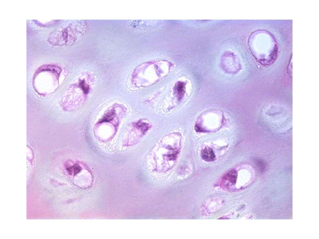 Tissue practical review