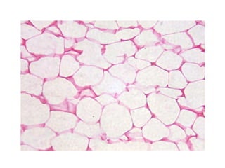 Tissue practical review | PPT