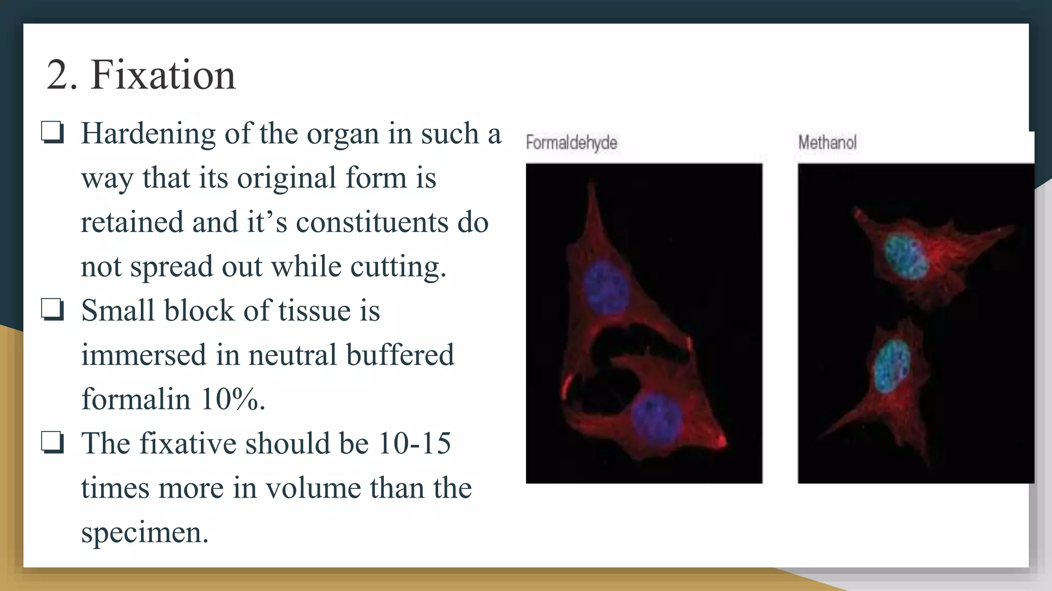 Tissue preparation process, embedding and block preparation in research ...