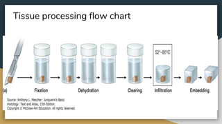 Tissue preparation process, embedding and block preparation in research ...