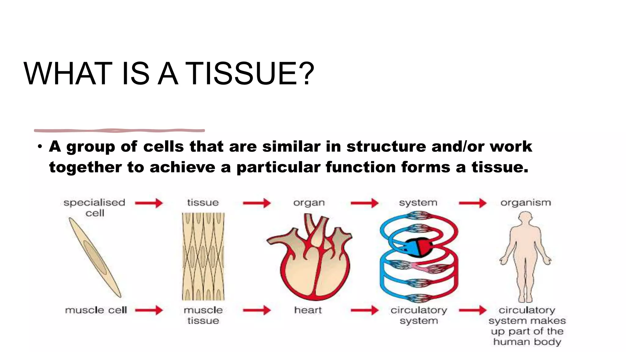 Animal Tissue | PPTX