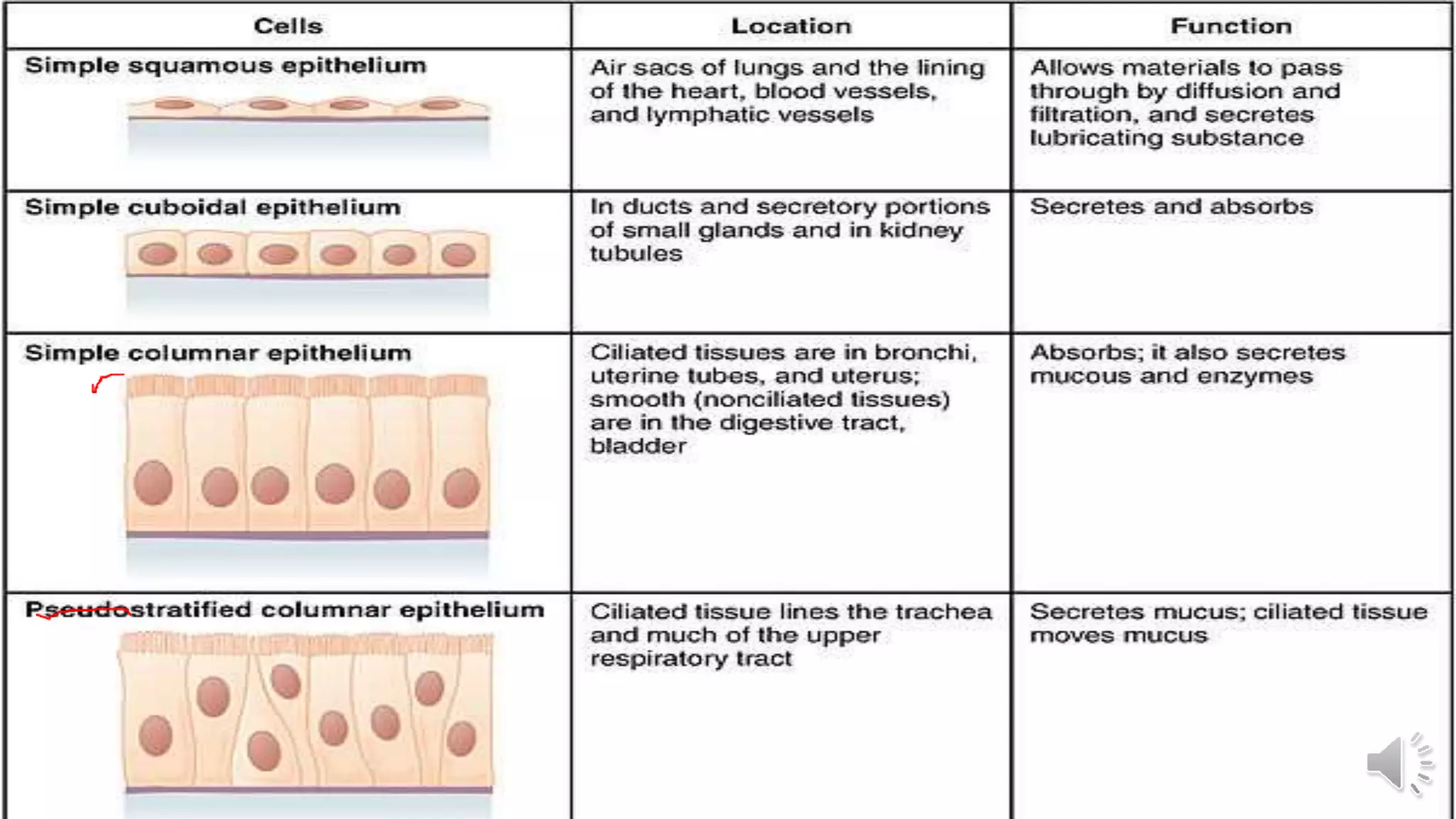 Animal Tissue | PPTX