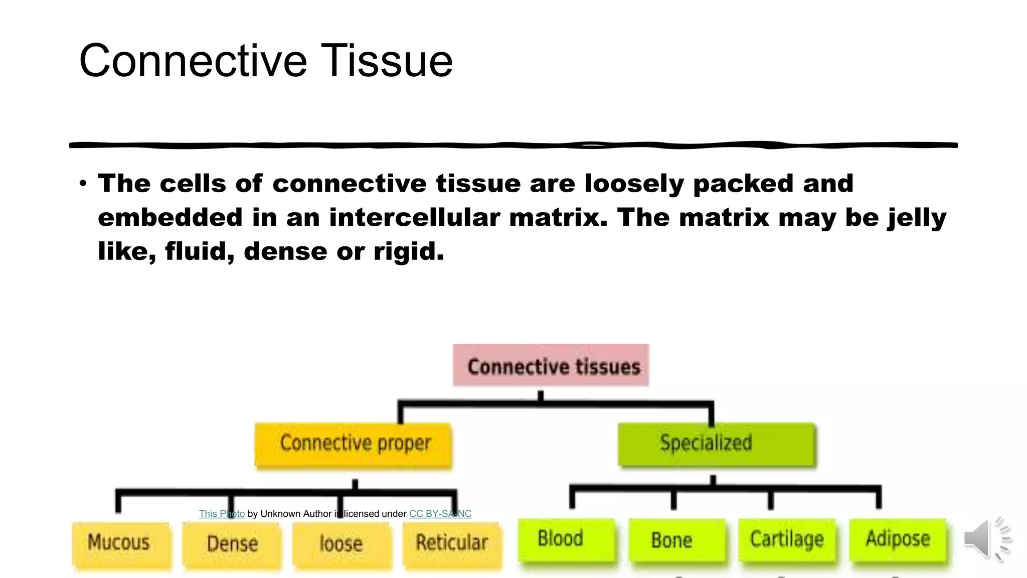 Animal Tissue | PPTX