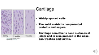 Animal Tissue | PPT