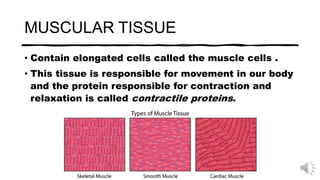 Animal Tissue | PPT