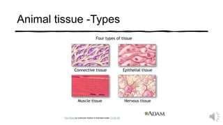 Animal Tissue | PPT
