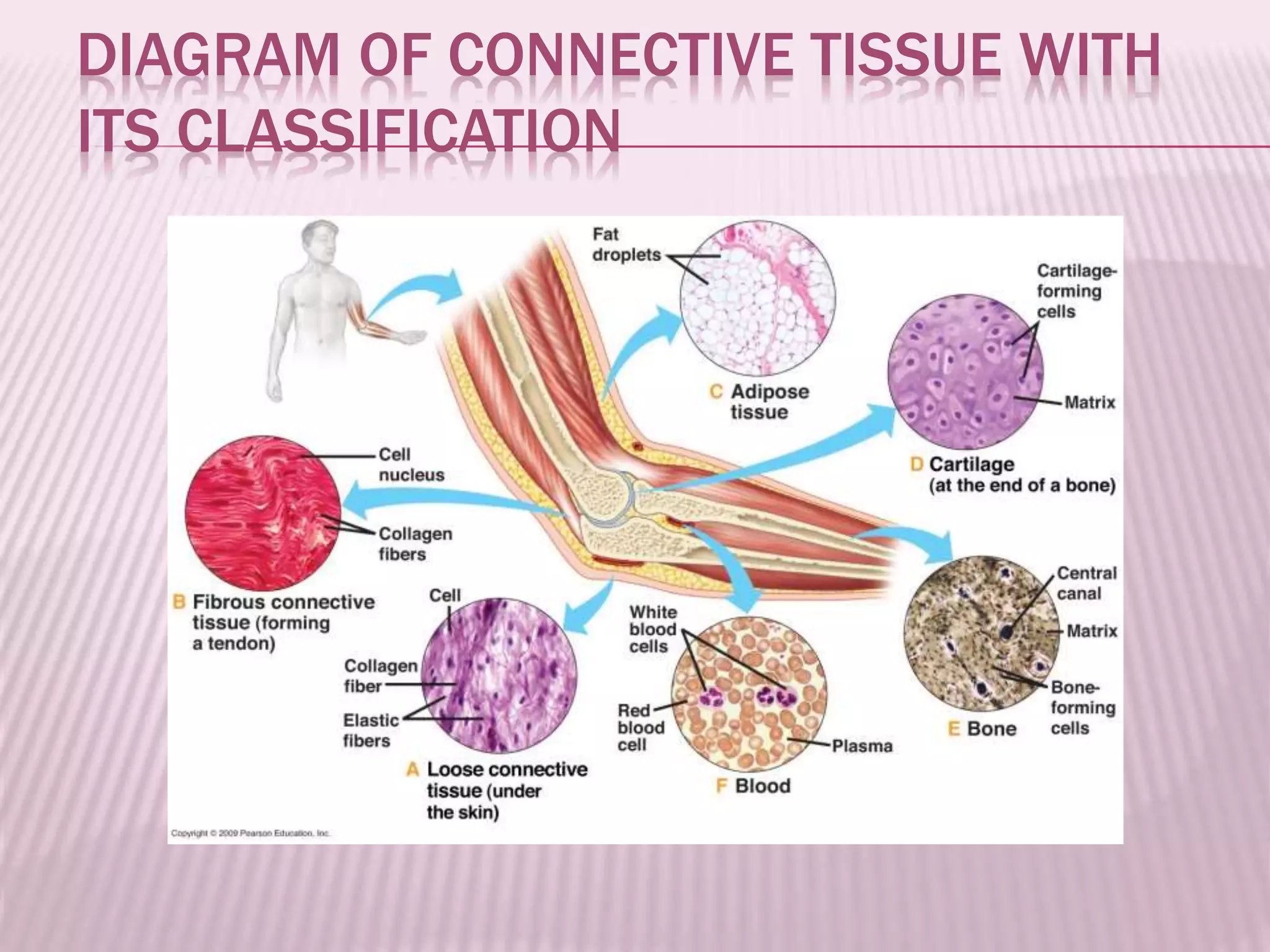 Tissue presentation (asif) | PPT