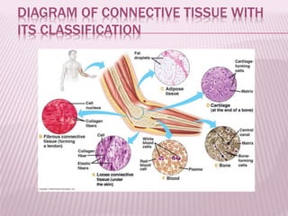 Tissue presentation (asif) | PPT