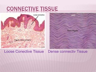 Tissue presentation (asif) | PPT