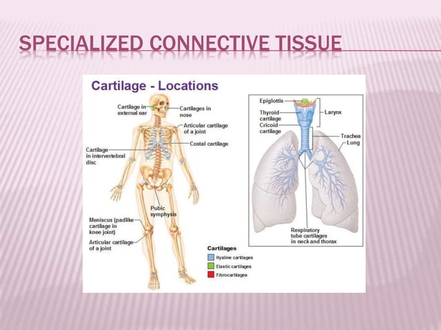 Tissue presentation (asif) | PPT