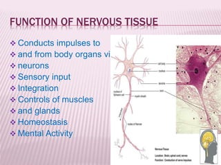 Tissue presentation (asif) | PPT