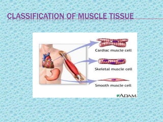 Tissue presentation (asif) | PPT