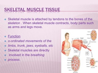 Tissue presentation (asif) | PPT