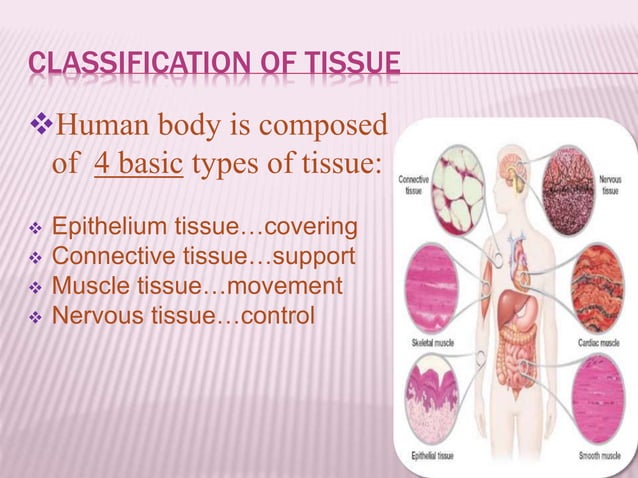 Tissue presentation (asif) | PPT