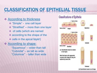 Tissue presentation (asif) | PPT