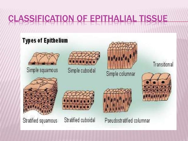 Tissue presentation (asif) | PPT