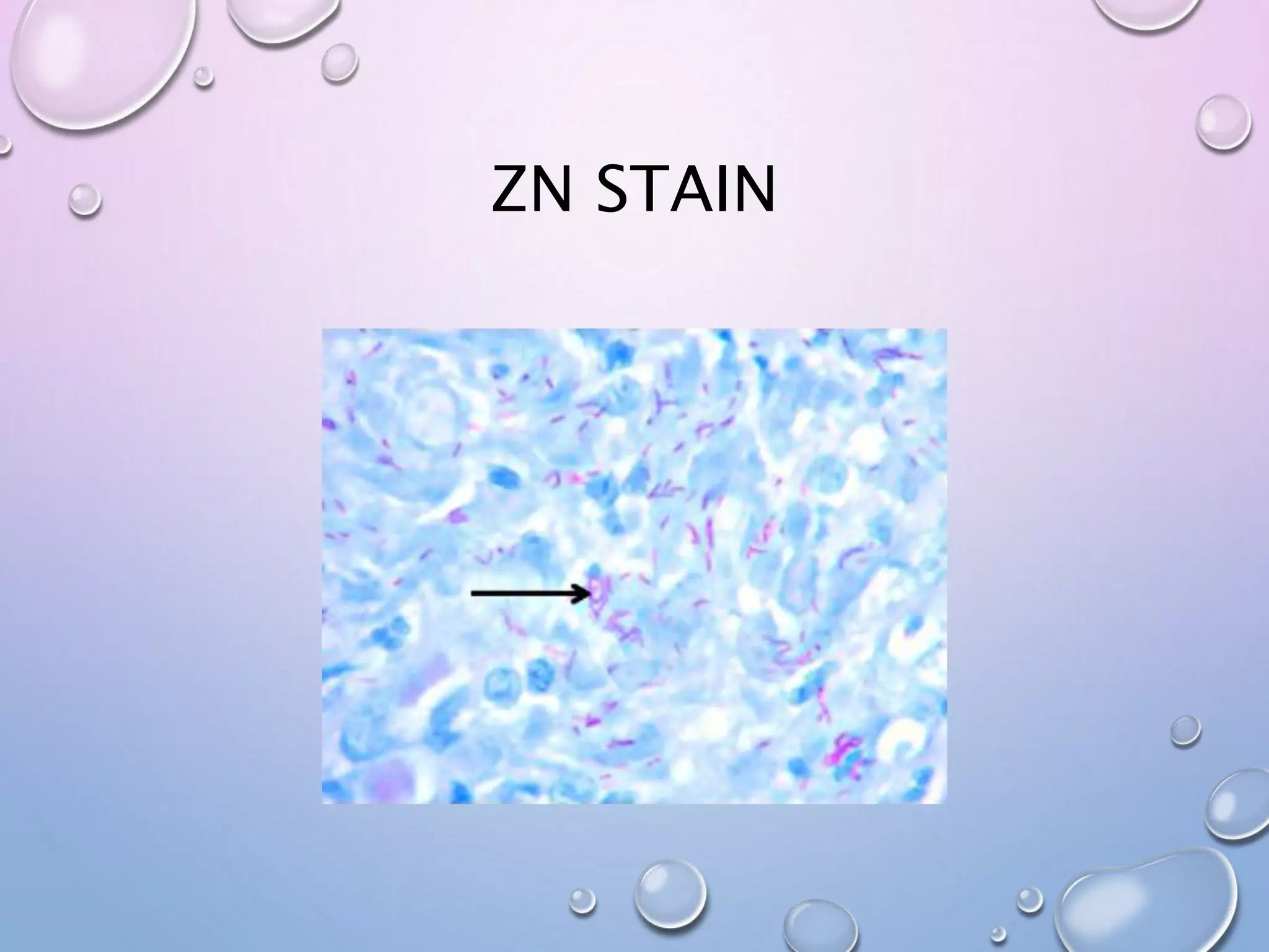 Tissue Processing.pptx
