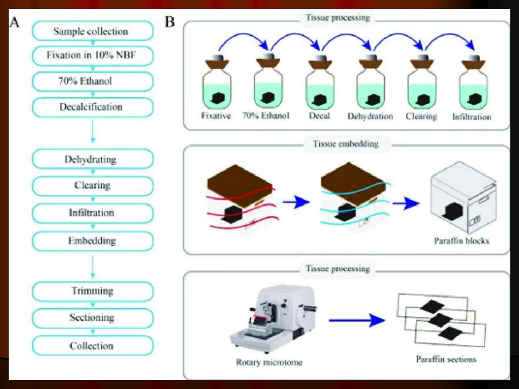Tissue Processing of Histopathology.pptx