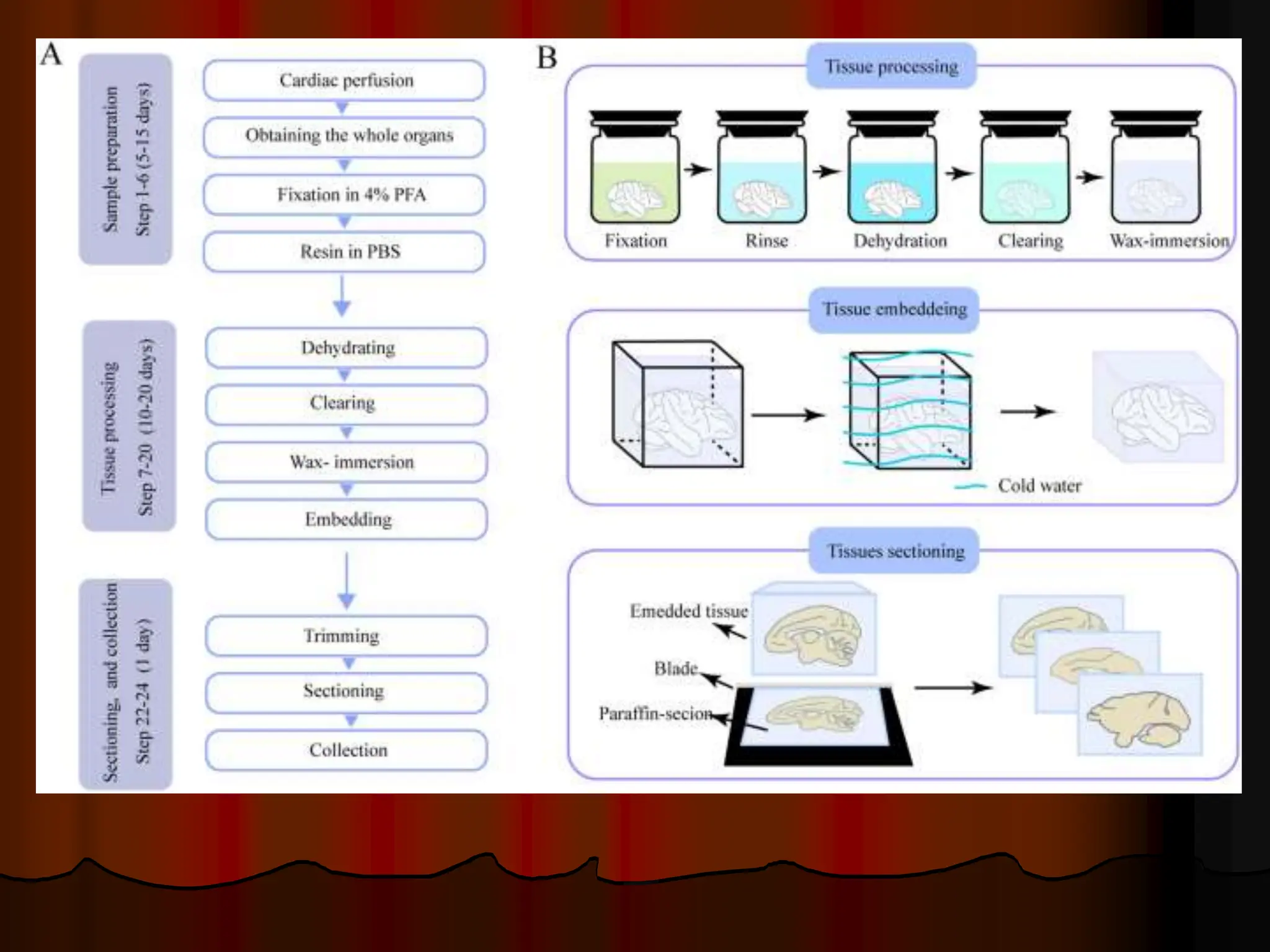 Tissue Processing of Histopathology.pptx