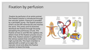 TiSSue Processing – Histology techniqueS (part 1.pptx