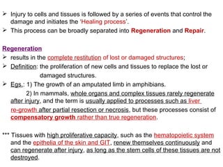 Tissue regeneration and repair l4 | PPT
