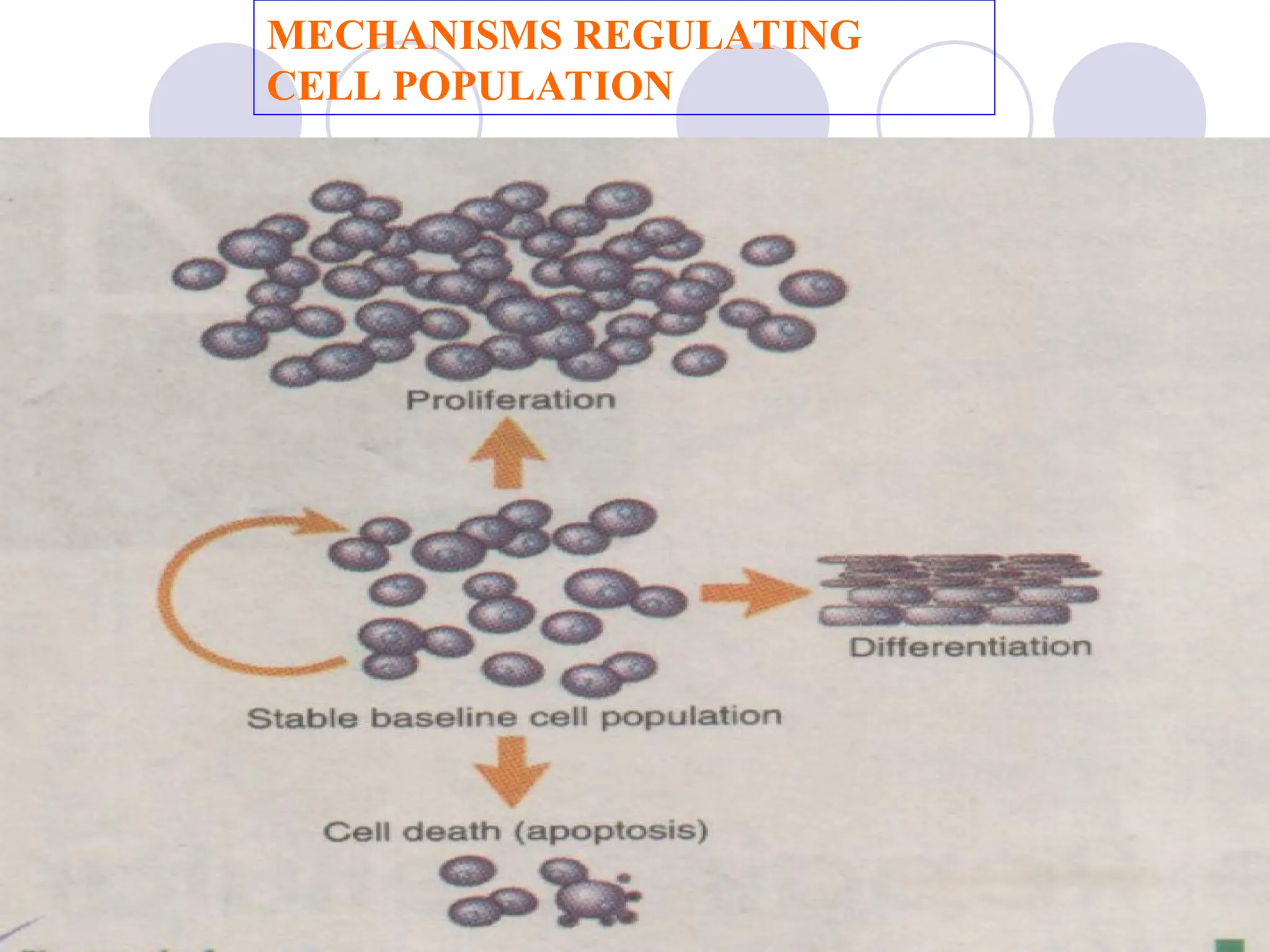 TISSUE RENEWAL AND REPAIR - body’s ability to replace injured.ppt ...