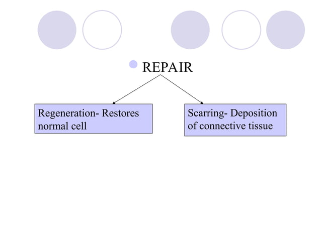 TISSUE RENEWAL AND REPAIR - body’s ability to replace injured.ppt ...