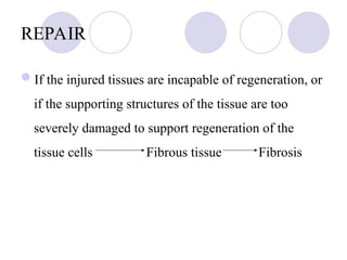 TISSUE RENEWAL AND REPAIR - body’s ability to replace injured.ppt