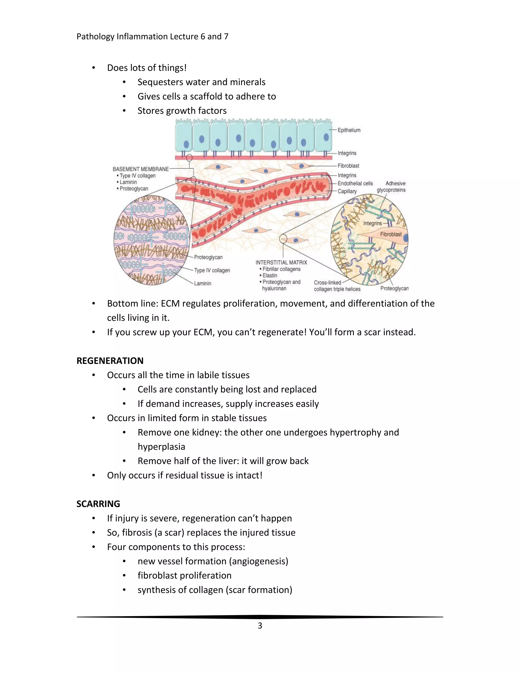 Tissue repair | PDF