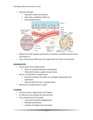 Tissue repair | PDF