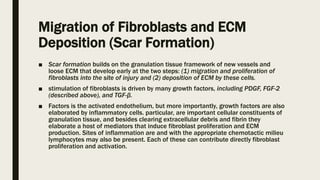 Pathology Bio 134 Tissue repair | PPTX